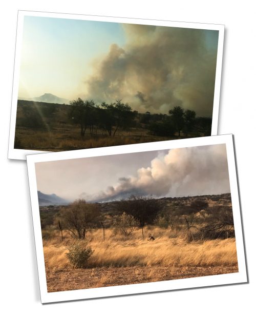 How to survive a bushfire in Namibia - Sue Where Why What