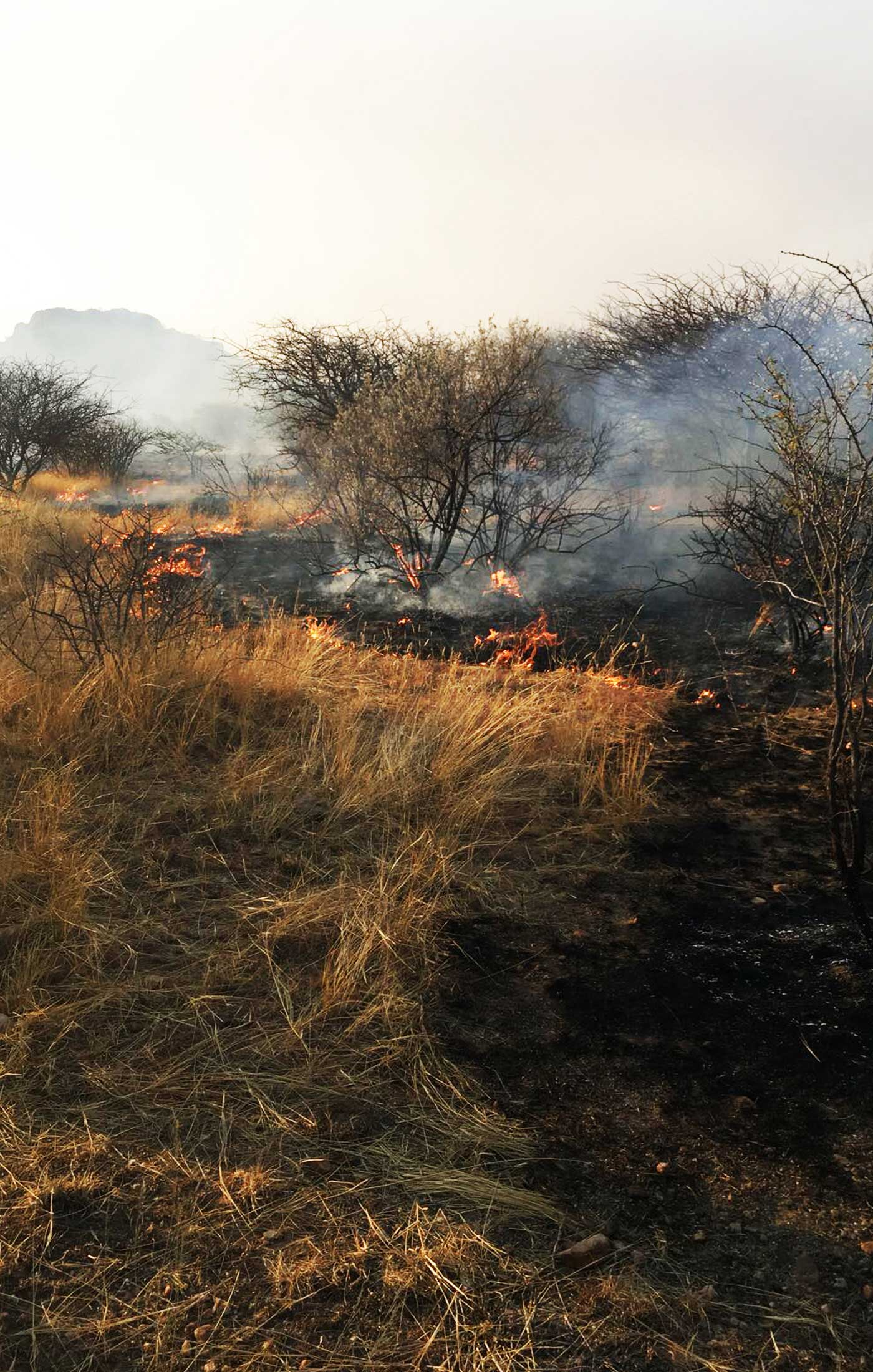 How to survive a bushfire in Namibia - Sue Where Why What