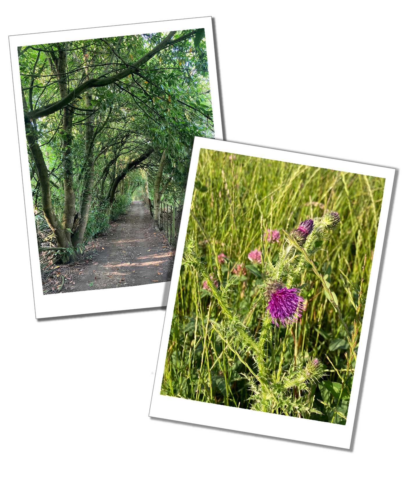 Finding Freedom Through Lockdown – Lessons Learned in 2021 - Sue Where ...