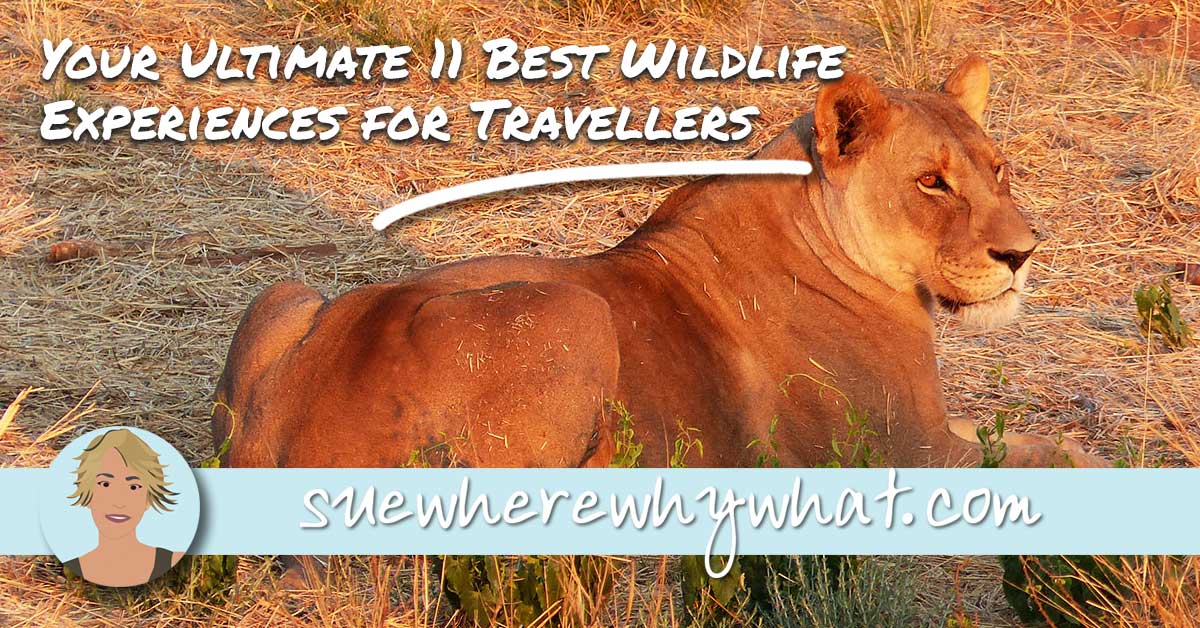 Top 11 Wildlife Experiences in the World - Sue Where Why What