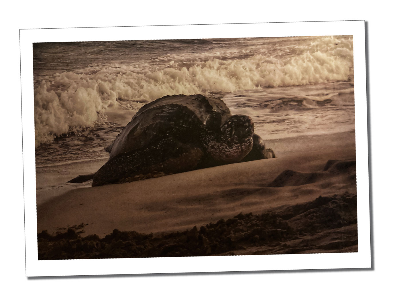 Natures Miracle: Watching Sea Turtle Nesting on Levera Beach Grenada ...